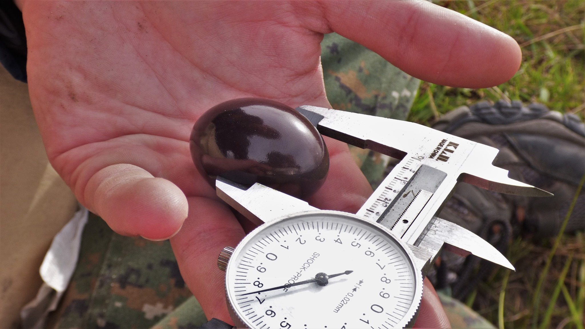 Pipits, sparrows and tinamous | Marc Gilles