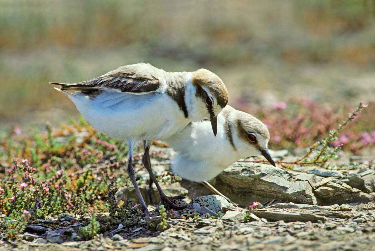 No sex difference in preen oil chemical composition during incubation ...