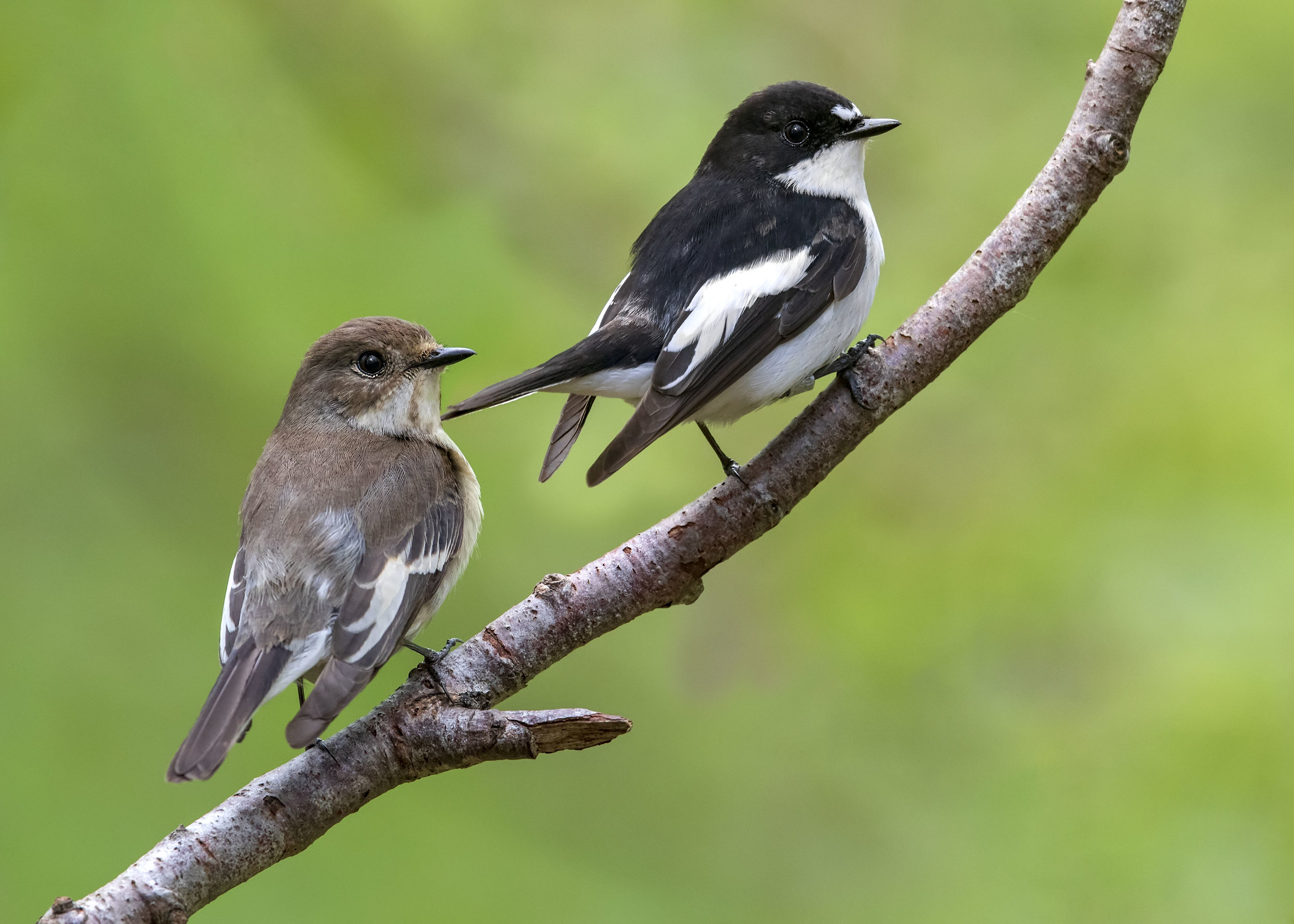 Chemical signatures in the preen oil of Pied Flycatchers: Testing ...